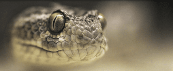 Rossix Ecarin Diluent - DiaPharma