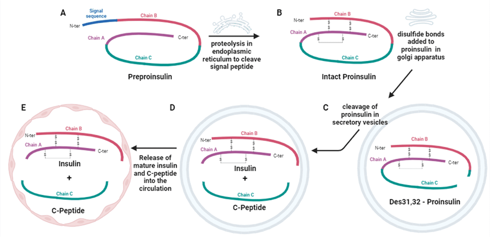 Meet Your Diabetes Drug Development Needs with TECO Intact Proinsulin ...